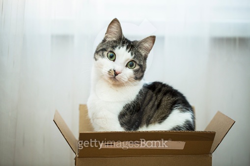 cat in the box 이미지 (505511764) - 게티이미지뱅크