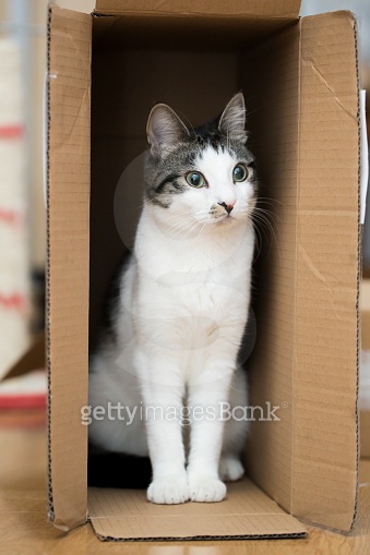 cat in the box 이미지 (505101874) - 게티이미지뱅크