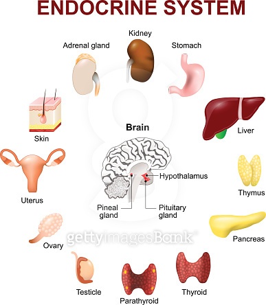 Endocrine system. Set icons (537344176) 일러스트, 무료 일러스트 - 게티이미지뱅크