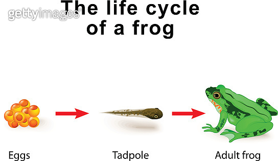 Metamorphosis amphibians, for example, the life cycle of frogs 이미지 ...