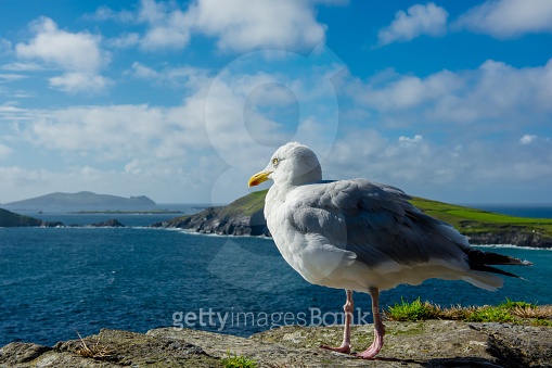 Seagull Looking Over Atlantic From The Coast 이미지 (504753312) - 게티이미지뱅크