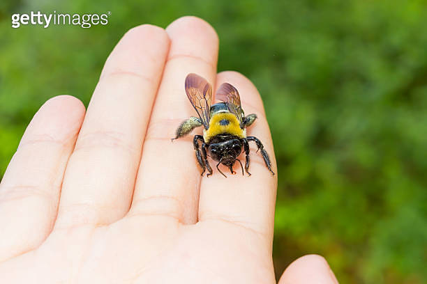 Carpenter bumble Bee sitting on a hand 이미지 (518527324) - 게티이미지뱅크
