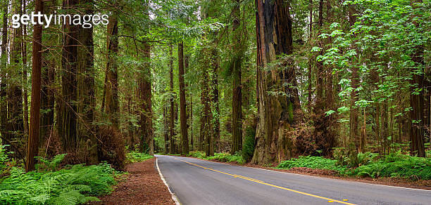 Road through Redwood Tree in spring Panorama 이미지 (529399778) - 게티이미지뱅크