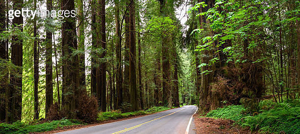 Road through Redwood Tree in spring Panorama 이미지 (529399828) - 게티이미지뱅크