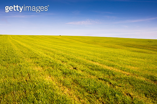 Big grass field in Dorset 이미지 (609804104) - 게티이미지뱅크