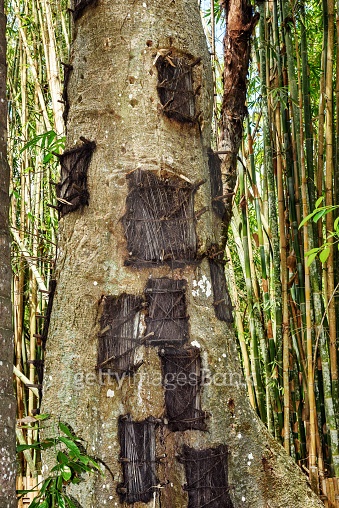 Kambira. Large old tree containing several baby graves. Tana Toraja 이미지 ...