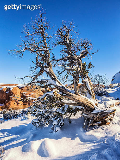 Utah Juniper Bare Tree Winter Snow - Arches National Park 이미지 ...