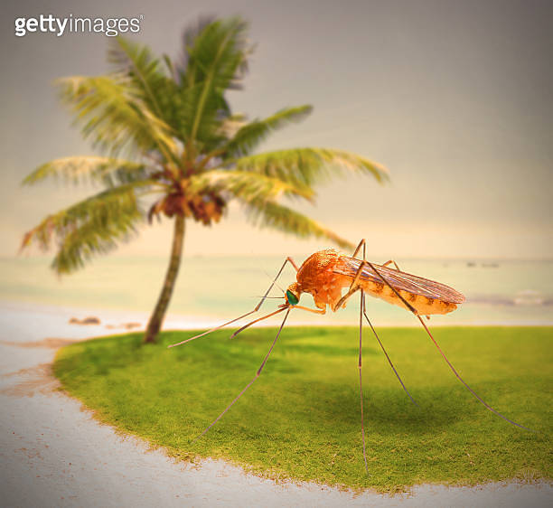 Mosquito on tropical beach. 이미지 (509343934) - 게티이미지뱅크