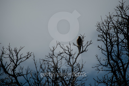 Spooky hawk on bare branches 이미지 (625937940) - 게티이미지뱅크