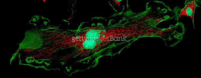Dividing fibroblast cells 이미지 (506119496) - 게티이미지뱅크