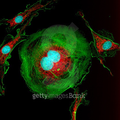 Dividing fibroblast cell 이미지 (506118848) - 게티이미지뱅크