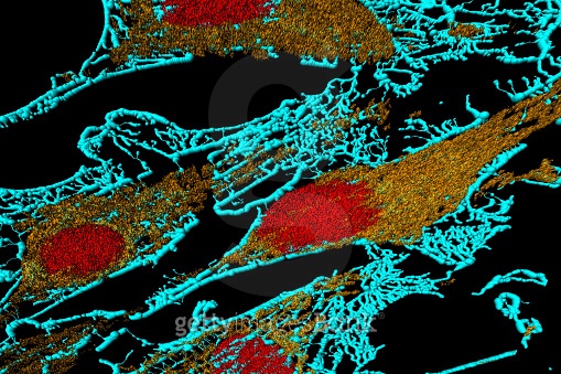 Fibroblast cells 이미지 (503778696) - 게티이미지뱅크