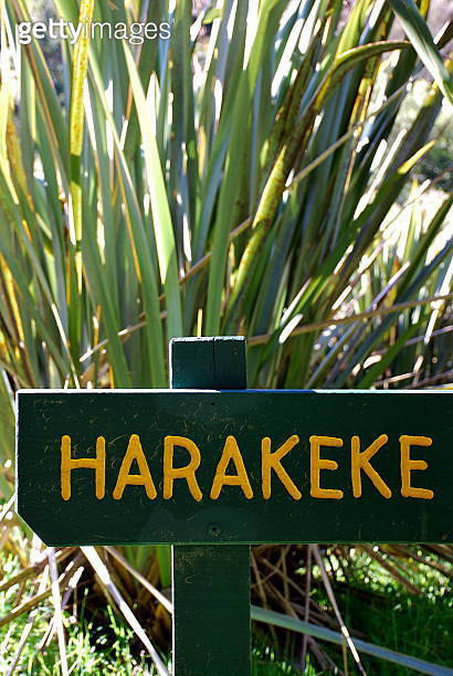 Harakeke Sign (New Zealand Flax) in Te Reo 이미지 (612632564) - 게티이미지뱅크