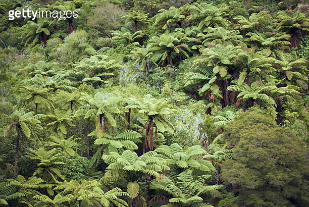 Native New Zealand/ Aotearoa Ponga (Punga) Tree Ferns (592376502) - 게티이미지뱅크