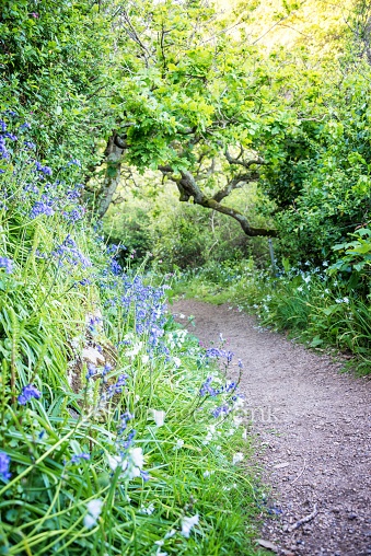 Bluebells in spring in the south coast cliff path, Guernsey (545802990 ...