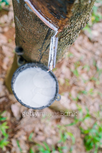 Rubber tree sap flowing into a bowl 이미지 (625191656) - 게티이미지뱅크