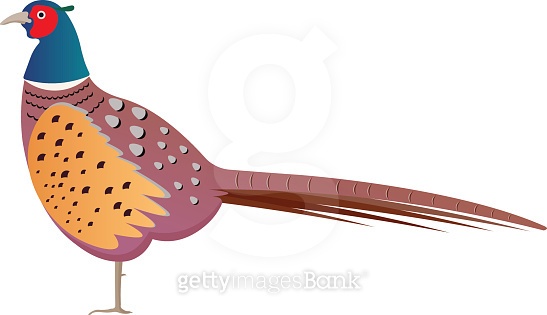pheasant vector illustration isolated on white background 이미지 ...