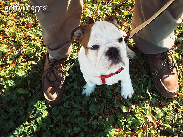 Beautiful English bulldog puppy between owner's legs 이미지 (620975662 ...