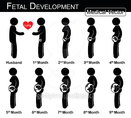 Fetal development ( pregnant woman and fetal growth in womb )( step by ...