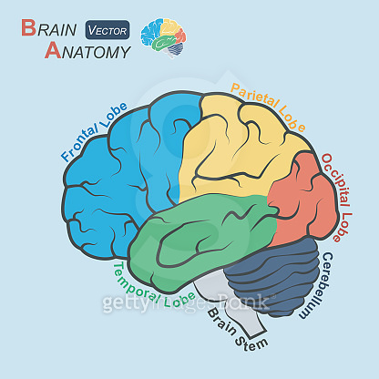 Brain anatomy ( Flat design ) ( Frontal lobe , Temporal Lobe , Parietal ...