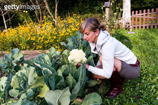 Woman In Organic Vegetable Garden Harvestin Cauliflower 이미지 (855274152 ...