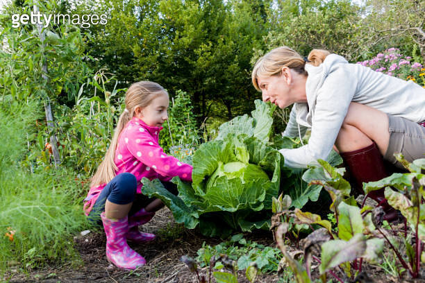 Mother And Daughter Harvesting Cabbage In Organically Grown Vegetable ...