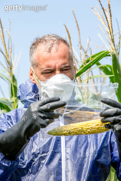Scientist Taking a Sample of Corn Crop 이미지 (895234352) - 게티이미지뱅크