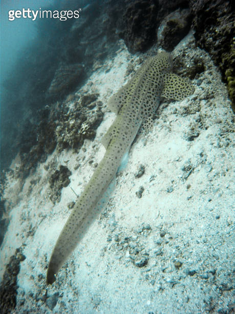 Endangered Species Zebra Leopard Shark (Stegostoma fasciatum) resting ...