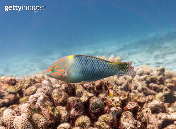Checkerboard Wrasse (Halichoeres hortulanus) on Bleached Coral Reef ...