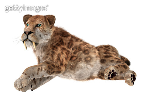 3D digital render big cat sabertooth on white (894436524) - 게티이미지뱅크