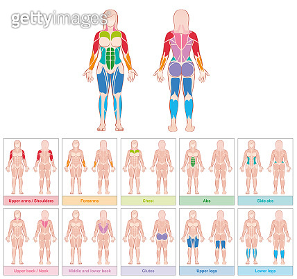 Muscle groups of a female body - chart with largest muscles - ten ...