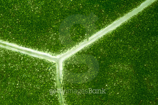 Lettuce leaf under light microscope 이미지 (655178458) - 게티이미지뱅크