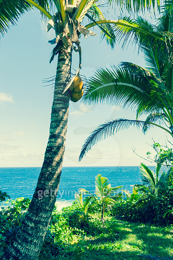 Coconut palm trees in tropical Niue vertical composition with yellow ...