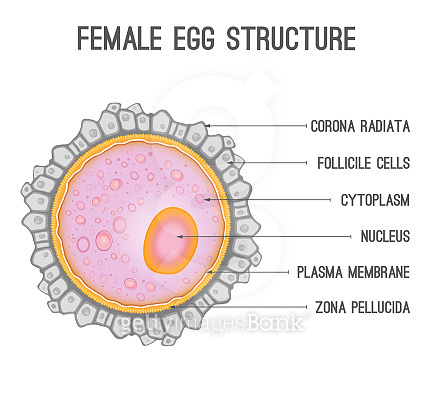 Female egg structure (857578902) - 게티이미지뱅크
