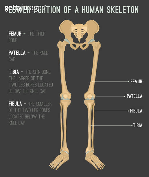 Human leg bones 이미지 (892320424) - 게티이미지뱅크
