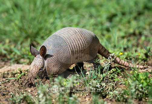 Nine-banded armadillo (Dasypus novemcinctus) 이미지 (681560194) - 게티이미지뱅크