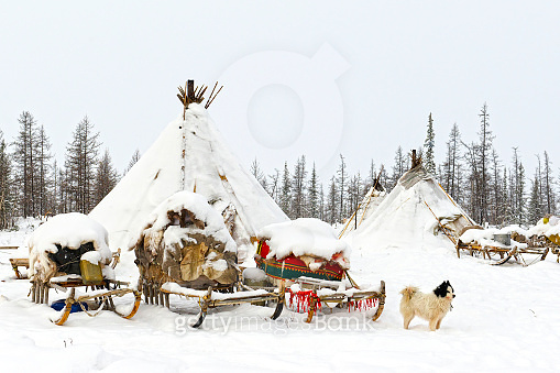 Chum, sled and other stuff of nomadic tribe in the polar tundra at a ...