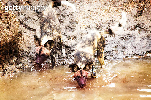 Painted Dogs After a Kill in South Africa 이미지 (823640530) - 게티이미지뱅크