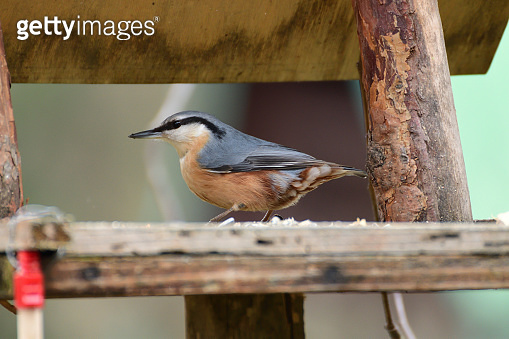 titmouse nuthatch on the branch eats seeds 이미지 (876534642) - 게티이미지뱅크