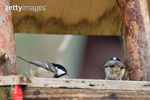 titmouse nuthatch on the branch eats seeds 이미지 (876530474) - 게티이미지뱅크