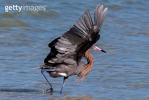 Wing flapper 이미지 (832573660) - 게티이미지뱅크