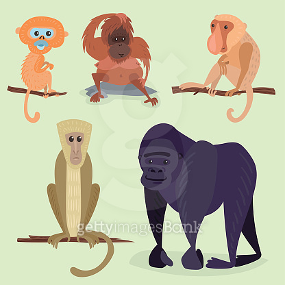 Different breads monkey character animal wild zoo ape chimpanzee vector ...