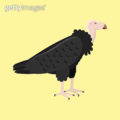 Andean condor animal largest flying bird in griffon world wildlife ...