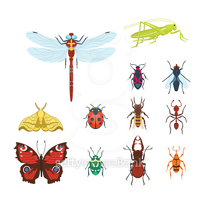 Colorful insects icons isolated wildlife wing detail summer bugs wild ...