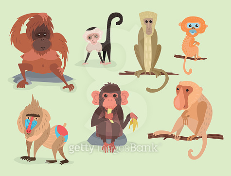 Different breads monkey character animal wild zoo ape chimpanzee vector ...