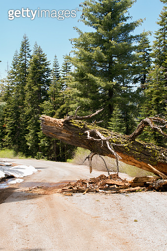 Broken Pine Tree obstructing the road 이미지 (831220434) - 게티이미지뱅크