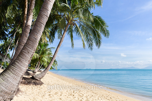Tropical sand beach with coconut trees at the morning. Thailand, Samui ...