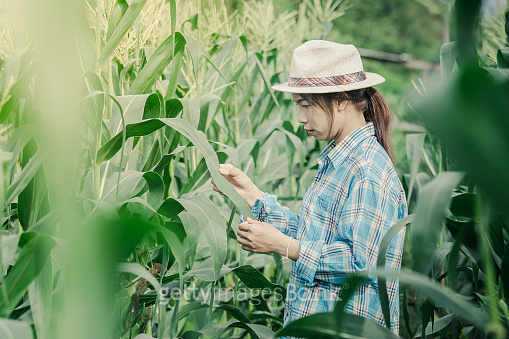 farmer asian women inspecting corn in agricultural garden. 이미지 ...