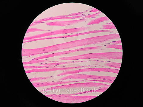 Histology of human skeletal muscle under microscope view (694468392 ...