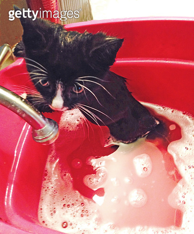 Kitten gets a bucket bath 이미지 (824962608) - 게티이미지뱅크